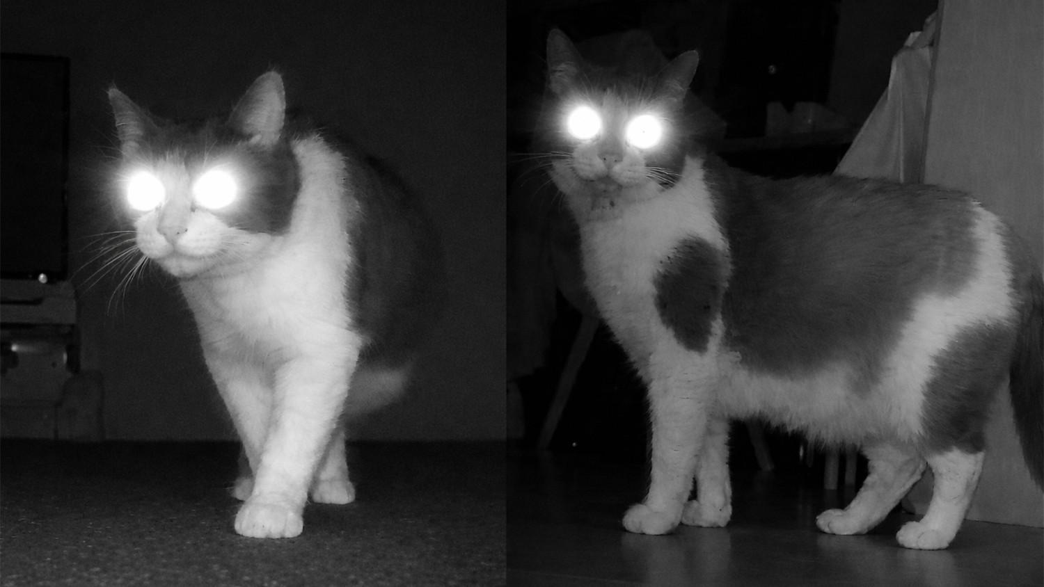 Kat miauwt de hele nacht alsof er wat groots op stapel staat