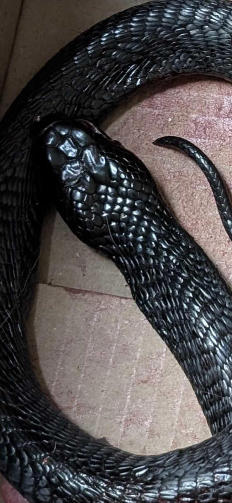 Imagine the pain: Snake expert recounts black spitting cobra spitting ...