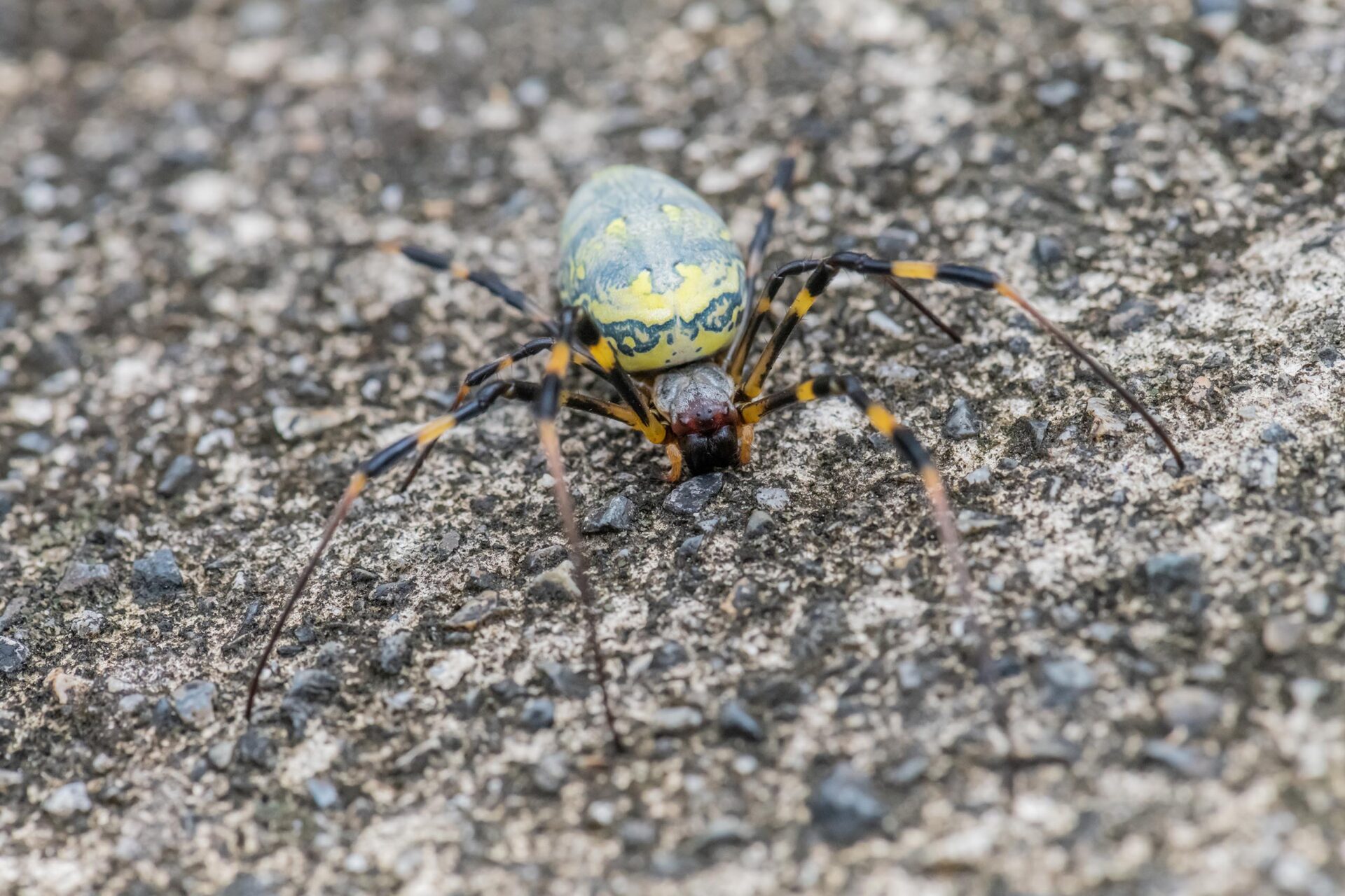 The Joro spider: the invasive species that continues spreading across ...