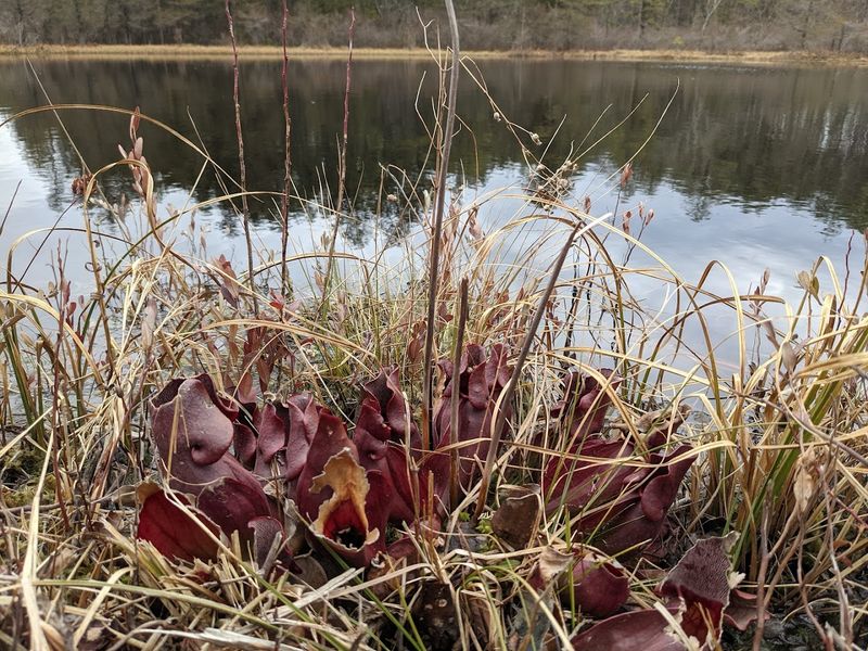 This New Jersey pond walk surrounds you with calm waters and serene silence