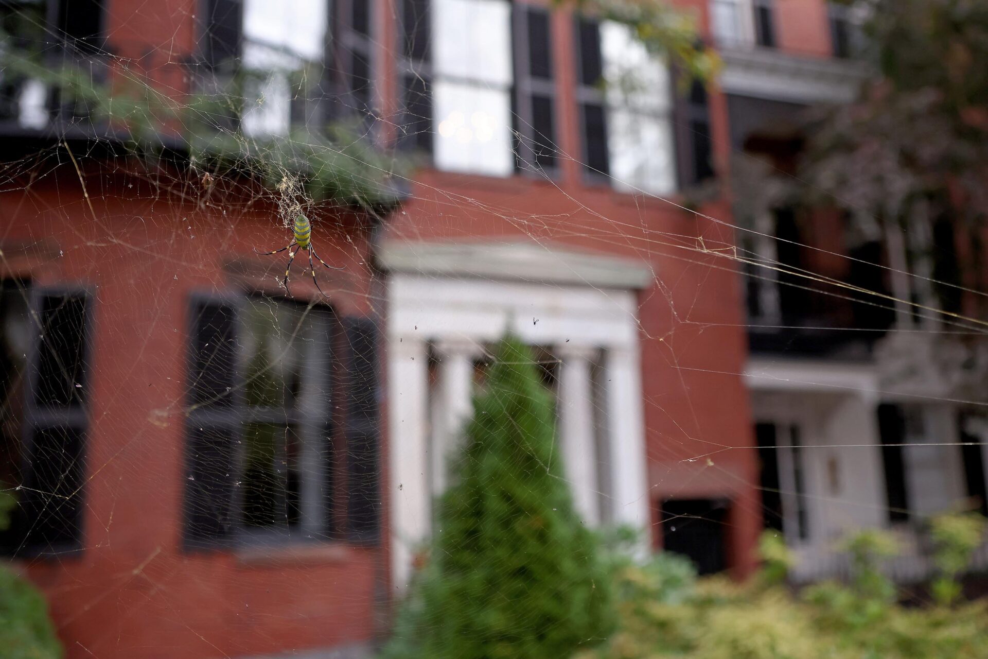The Joro spider: the invasive species that continues spreading across ...