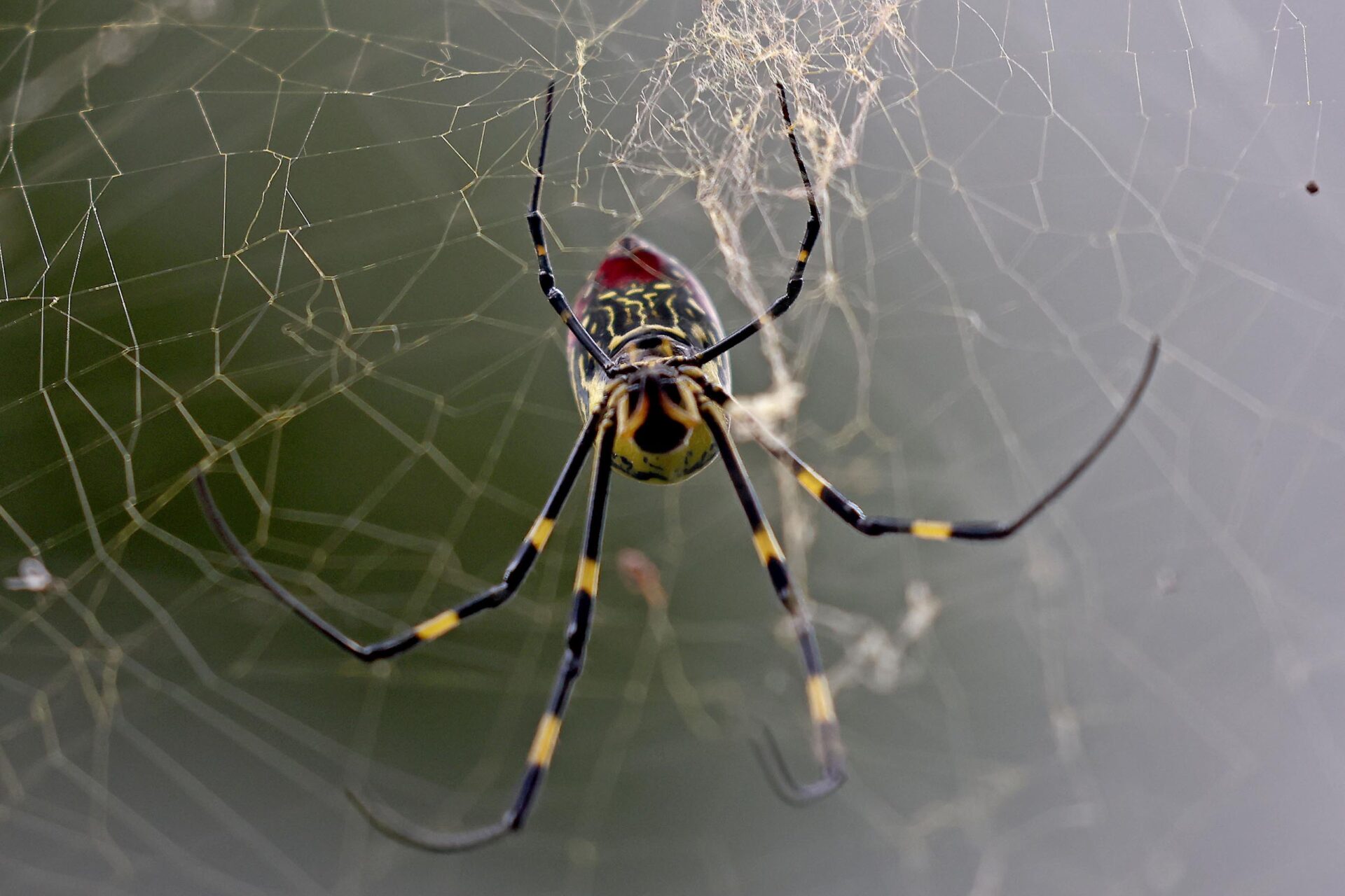 The Joro spider: the invasive species that continues spreading across ...