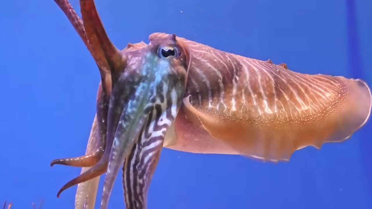 Watch this animal become invisible while moving – you lose it