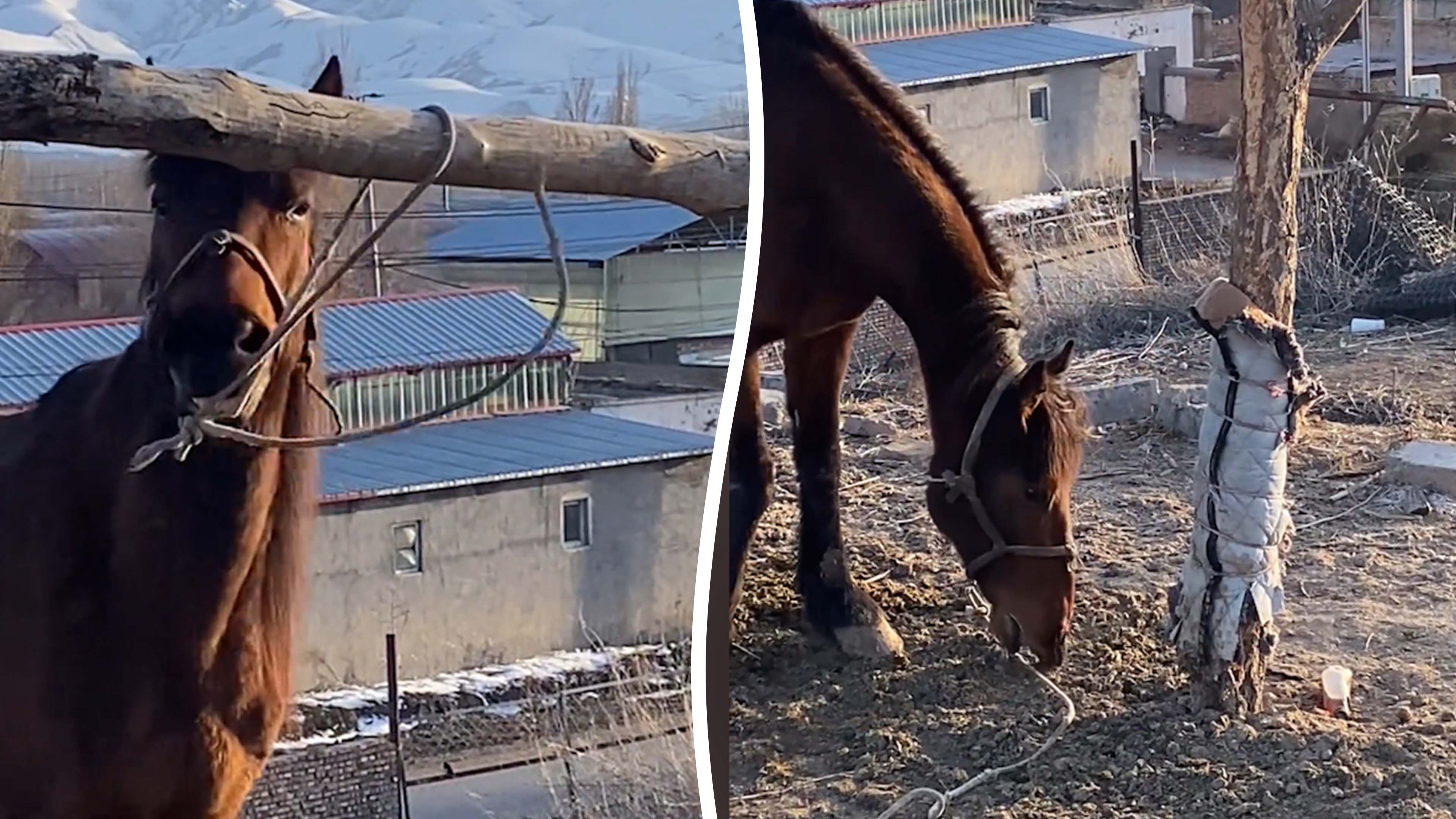 Pferd befreit sich in einer raffinierten Flucht aus seinem Pfosten