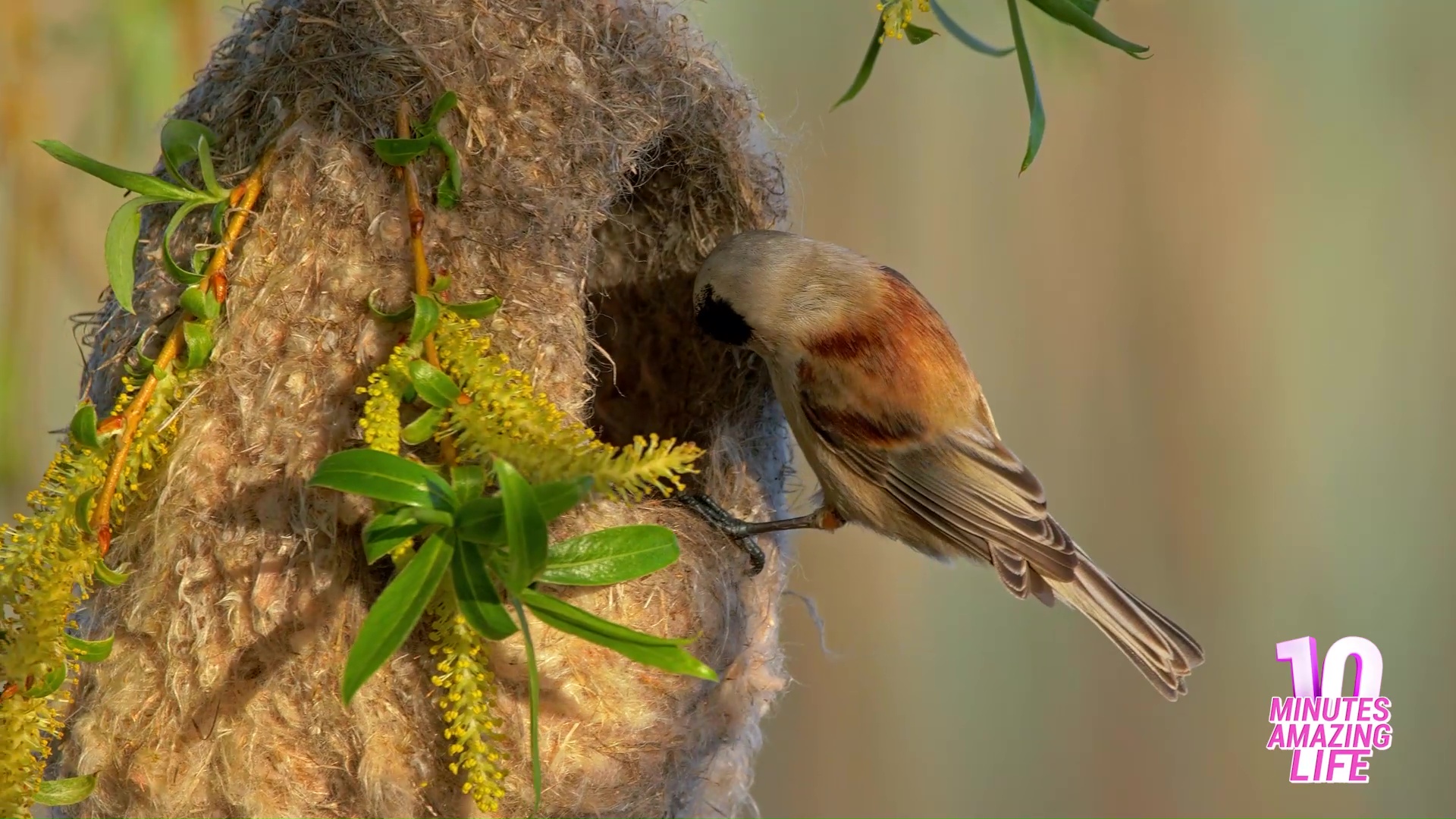 Kleine vogel met grote bouwvaardigheden