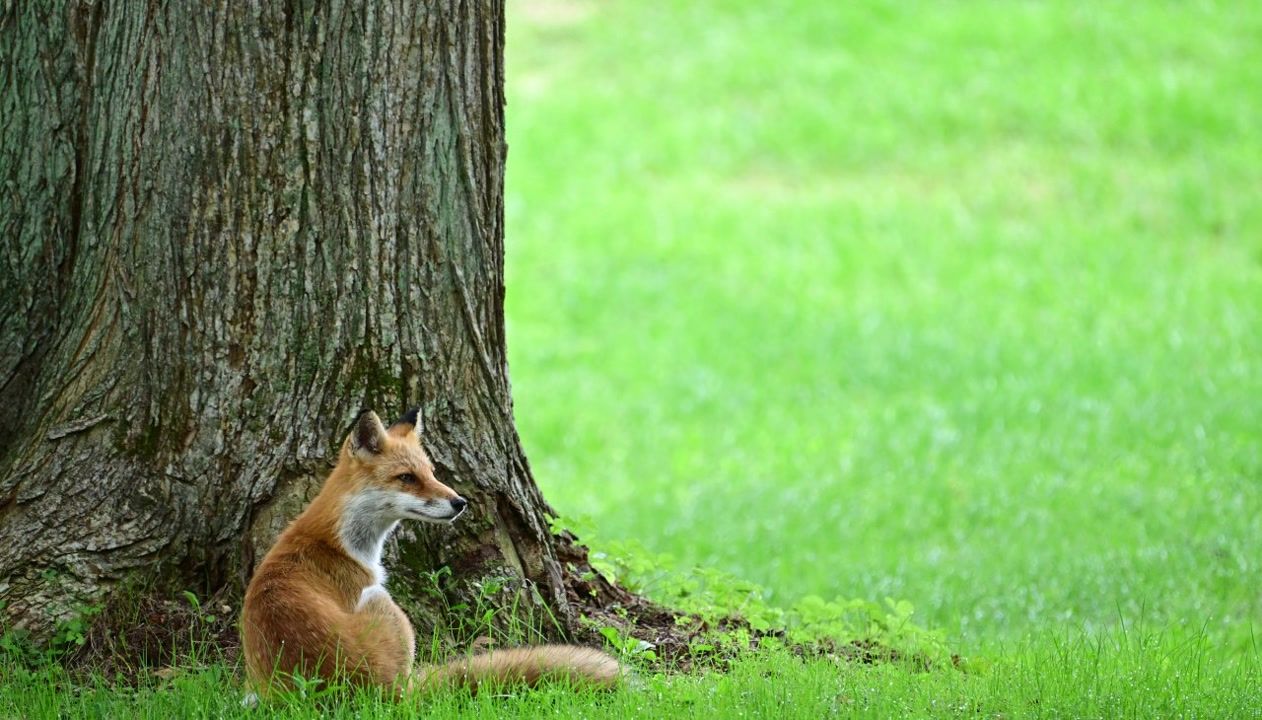 This red fox traveled 3,000+ miles on a cargo ship to New York