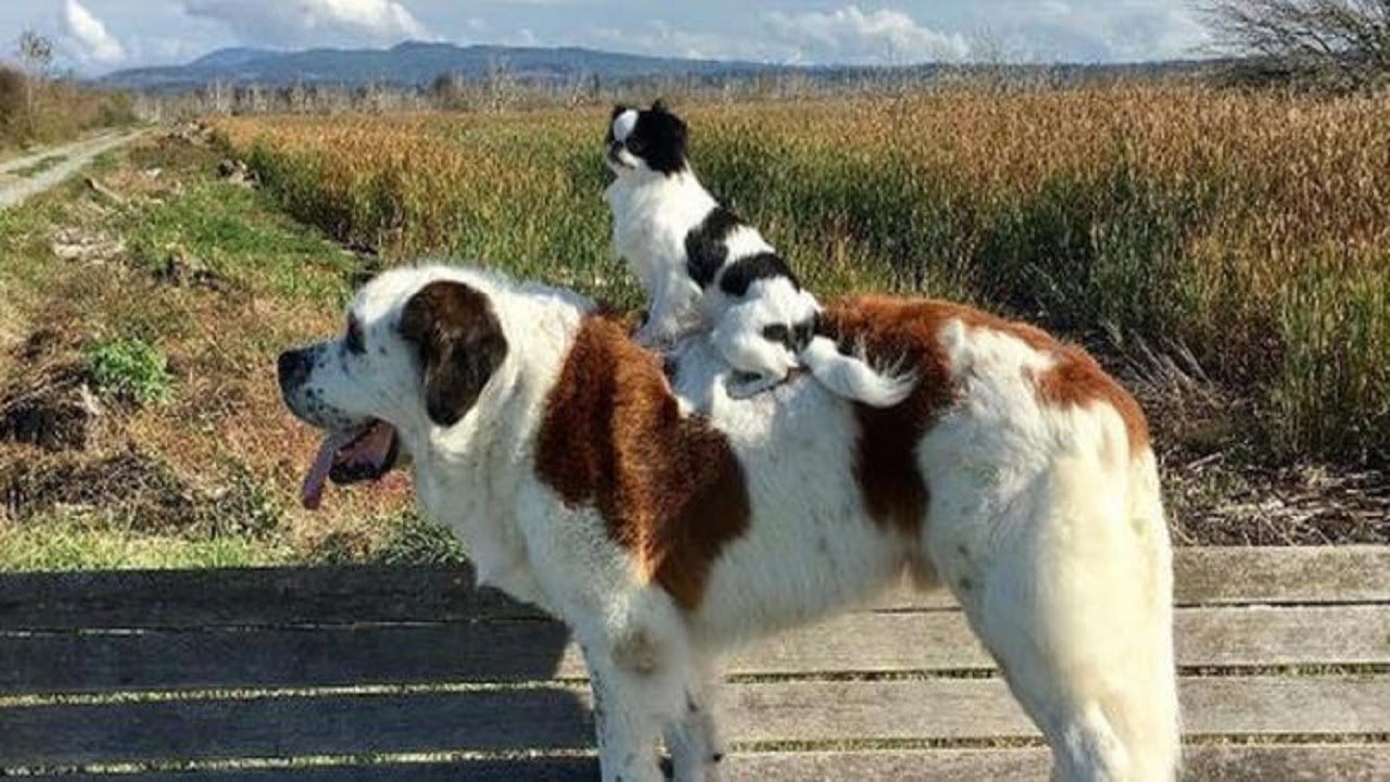 Big dog carries little dog everywhere they go