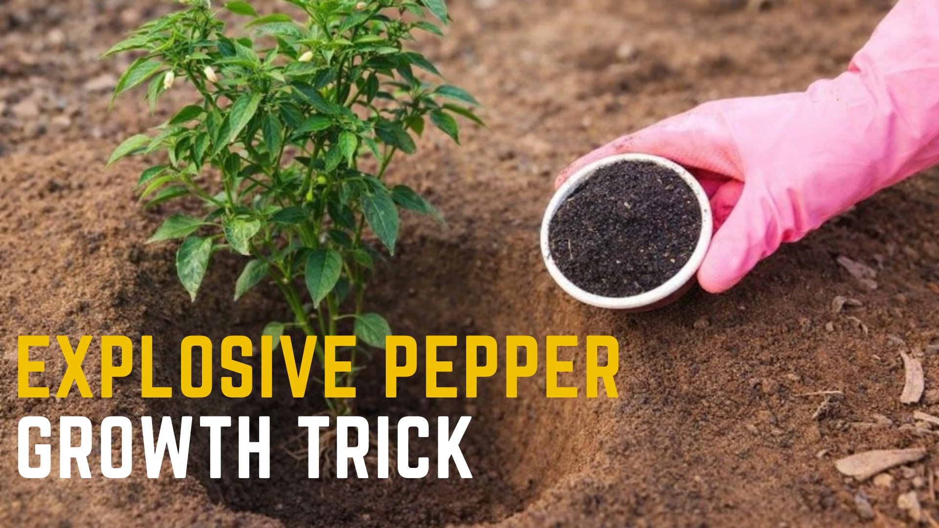 A simple trick for healthier and more productive pepper plants
