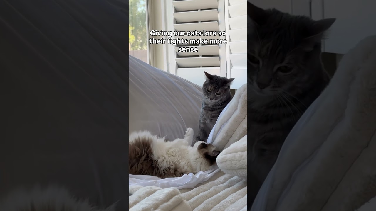 Creative owners give clever lore to fighting angry cats