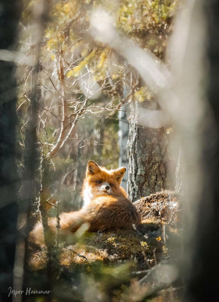 30 wildlife pics to show you how amazing nature is