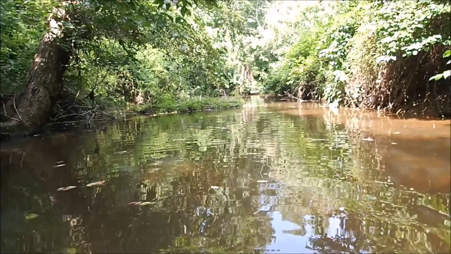 Viewers saw it immediately - he never noticed the giant beaver behind him