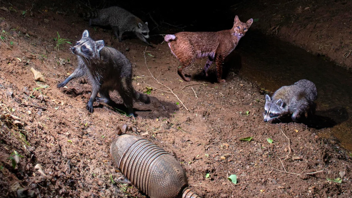 30 wildlife pics to show you how amazing nature is