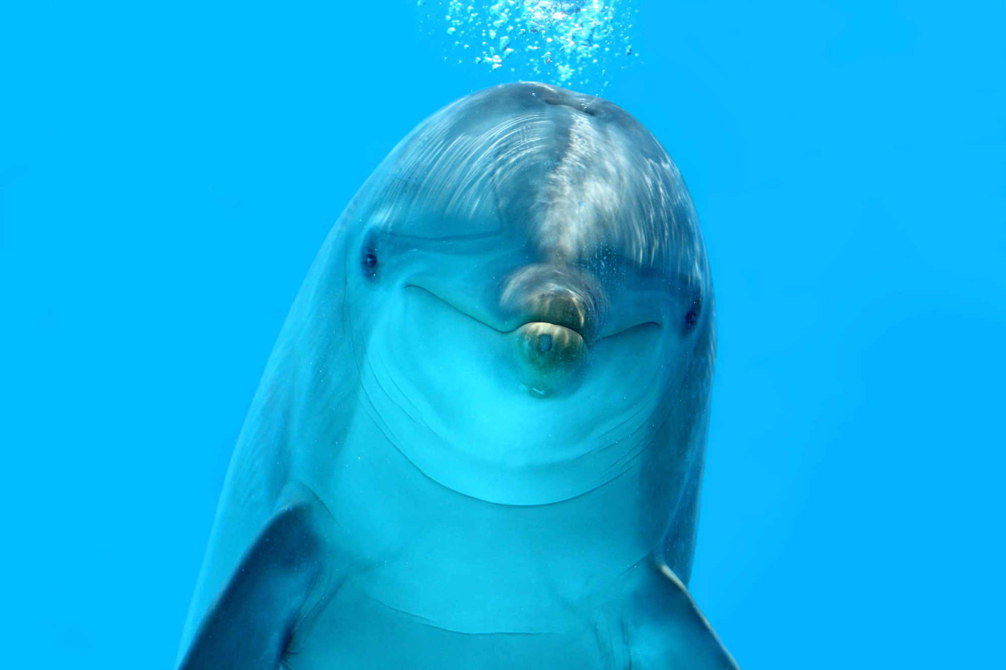 18 bizarre sleep habits from around the animal kingdom