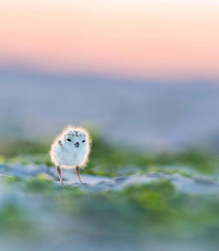 30 wildlife pics to show you how amazing nature is
