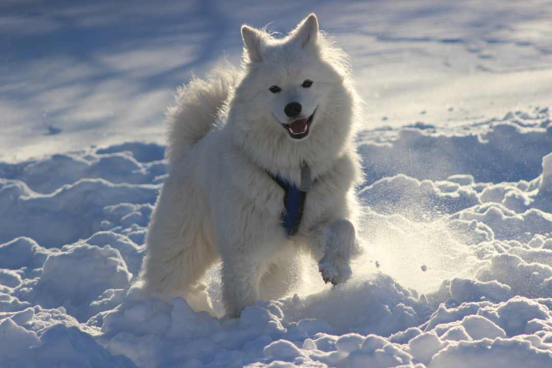 15 of the most expensive dogs you can own