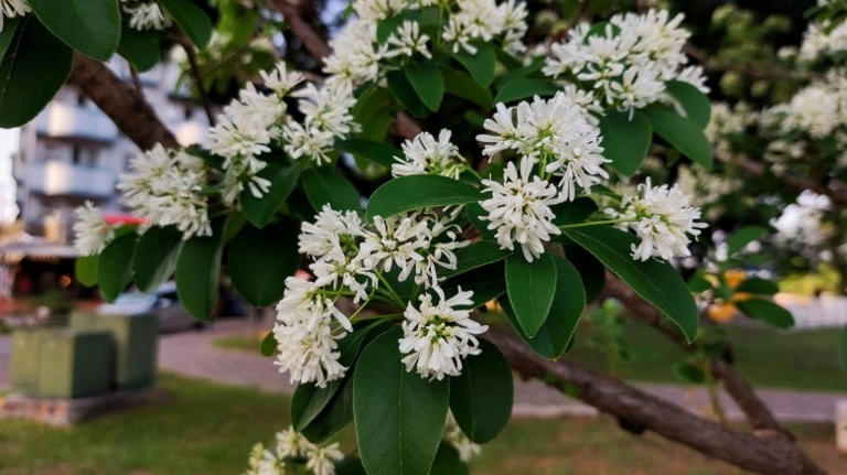 The hummingbird-attracting tree you'll want to add to your yard in ...