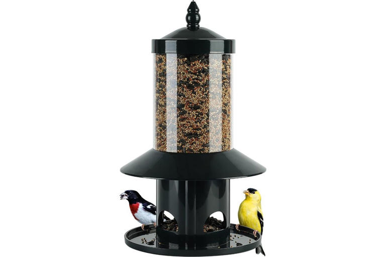 This smart bird feeder uses AI to identify thousands of species in real ...
