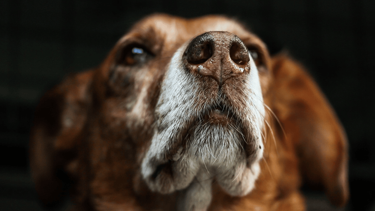 10 things your dog wishes you would stop doing