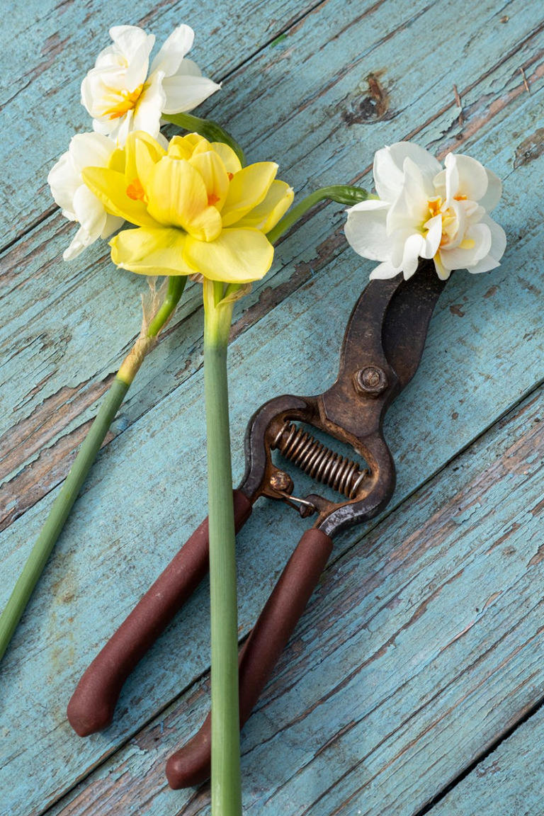 What to do with daffodils after they flower – including the important ...