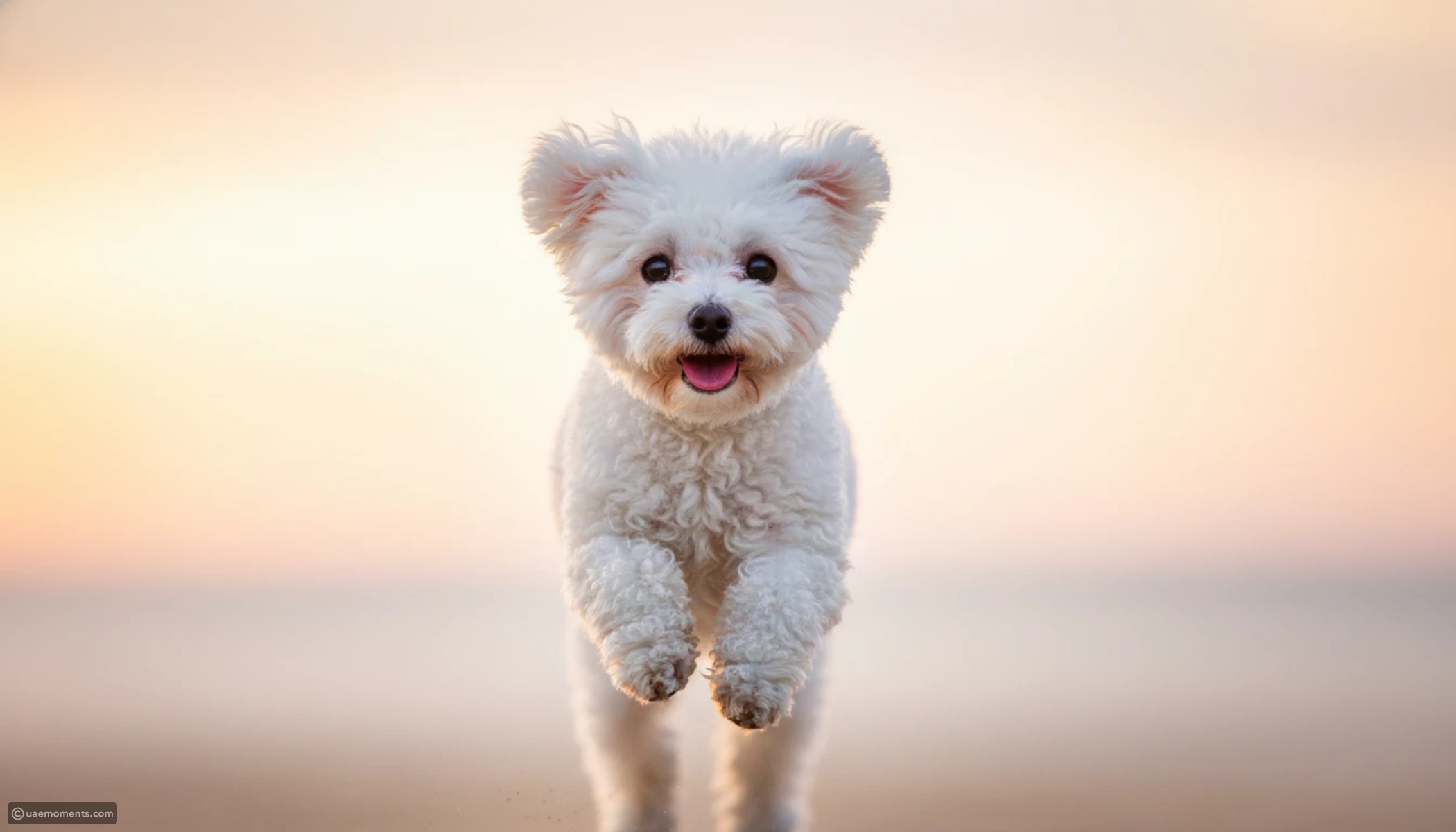 Dog breeds that bring a unique kind of charm