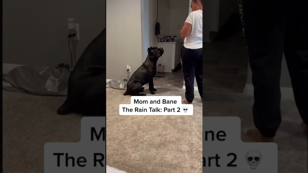 Cane corso behaves like he understands hair rules