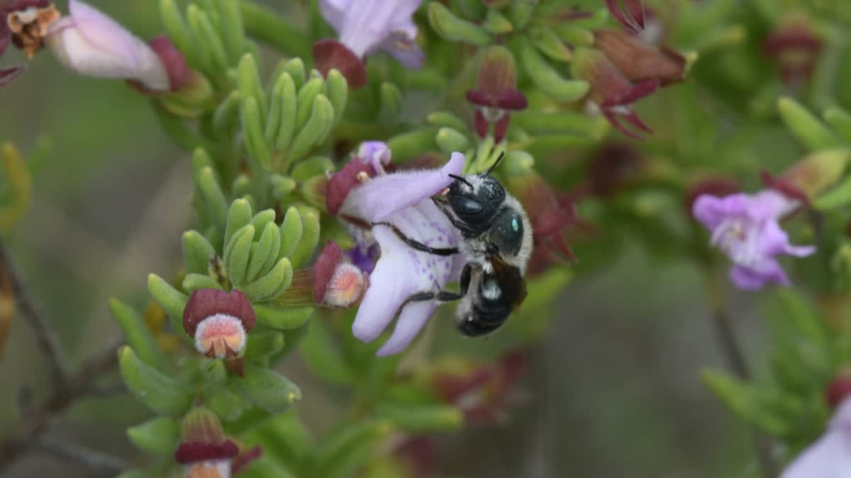 5 things you may not know about Florida’s native bees