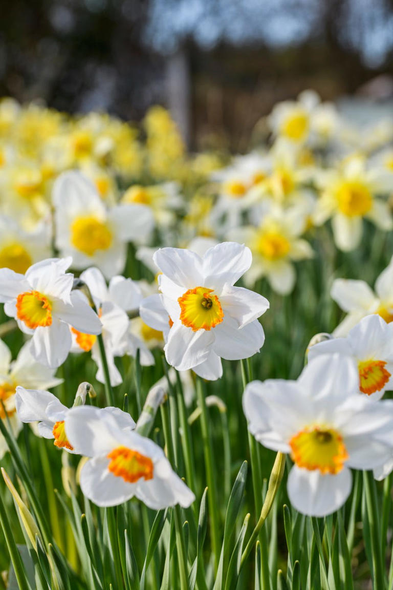 What to do with daffodils after they flower – including the important ...