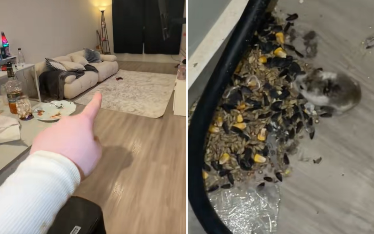 Hamster has been sneaking out of cage daily, shock at what he’s been up to