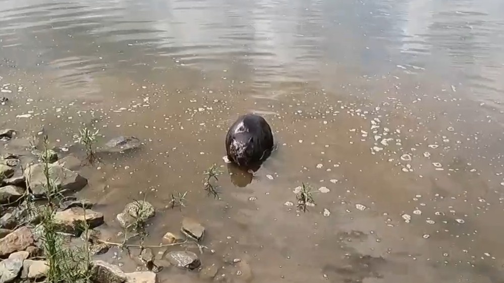 One second he was fine - the next, a rabid beaver had its teeth in him