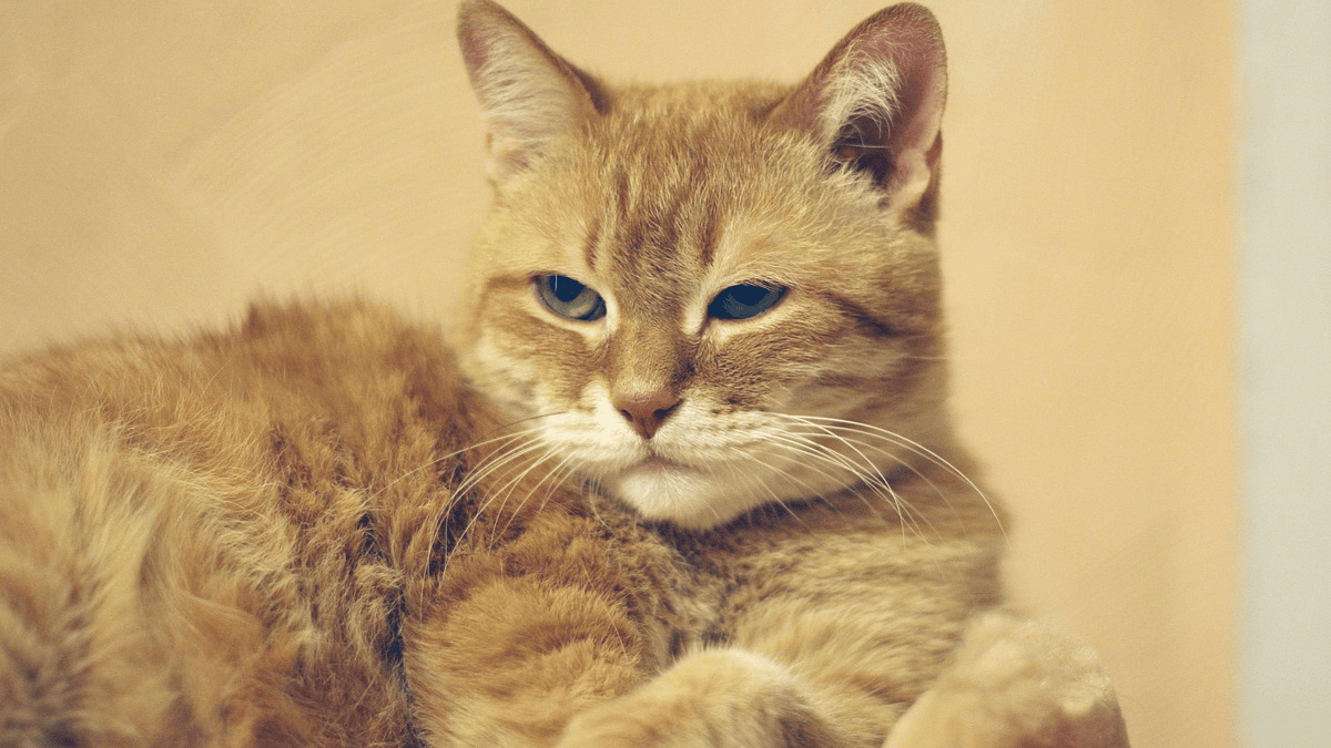 Why your cat purrs more than others: experts break it down