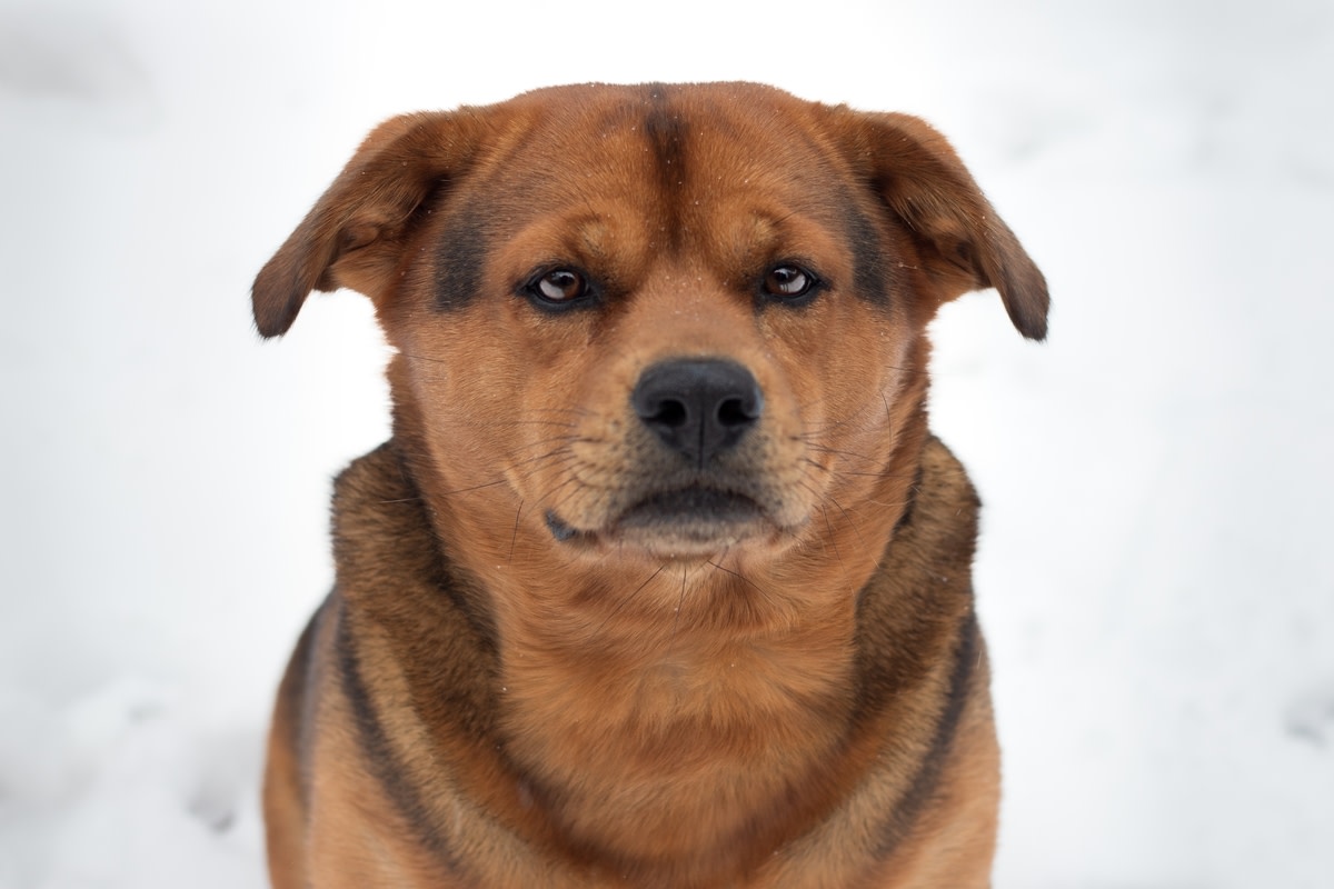 Dog's hilarious human-like pose just earned her a family responsibility ...