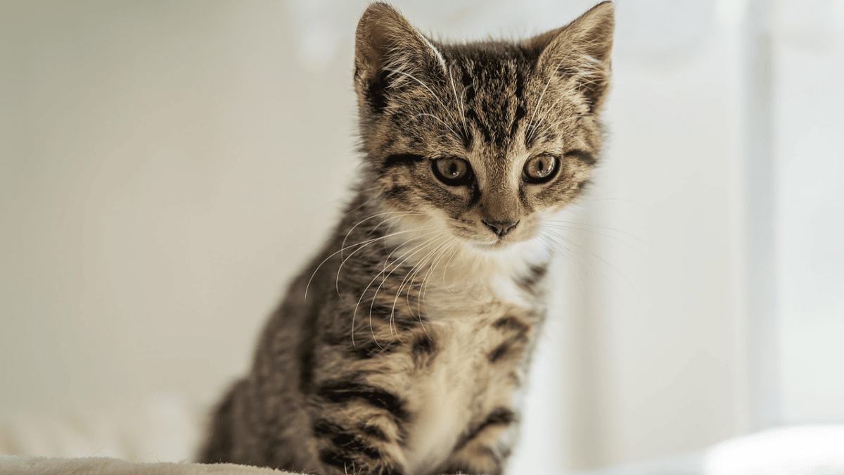 Why cats make biscuits: 5 reasons behind this adorable habit of your cat