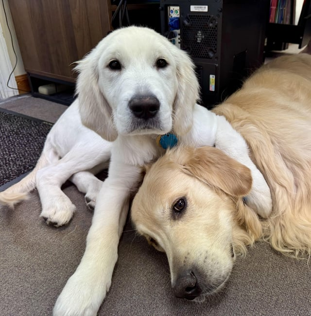 20 Cute Canine Children Who Joined Their Pawrents for Bring Your Pupper ...