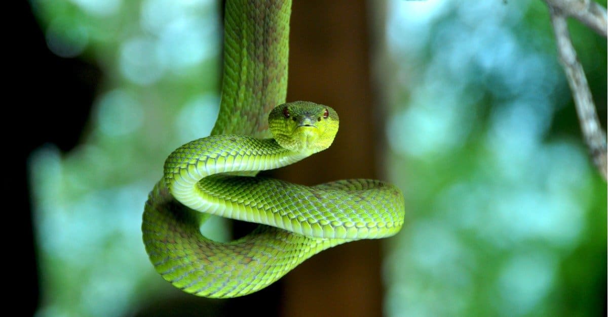 How to tell if a snake is venomous (before it’s too late)