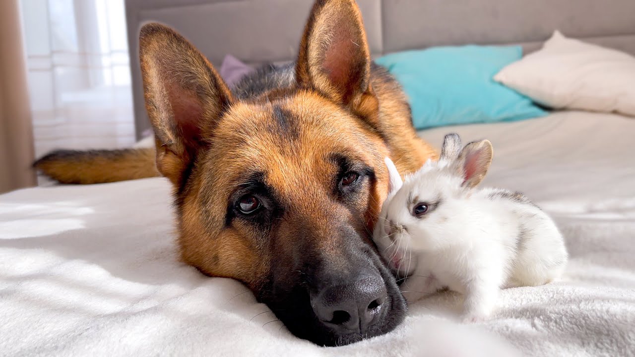 German shepherd lets baby bunny get too close