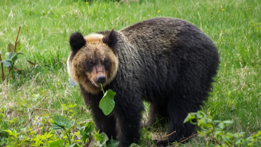 This bear killed two people - then it was shot dead