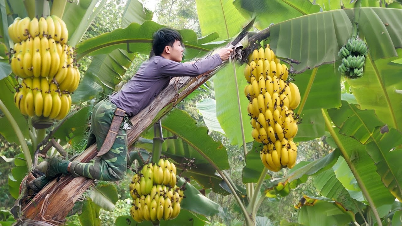 Harvesting bananas and selling at the market