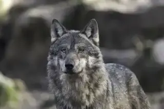 Populacja wilka w Wielkopolsce wystrzeliła. W ciągu dekady powiększyła ...