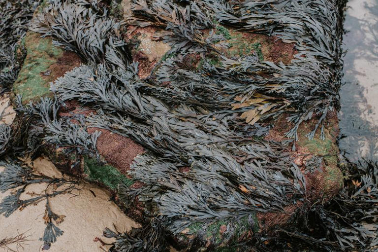 Seaweed that smells like 'rotten eggs' ruins Florida spring break by ...