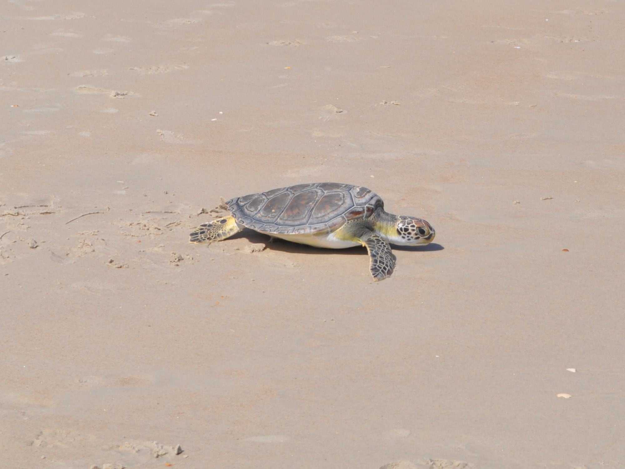 St. Johns County to till beaches next month ahead of sea turtle nesting ...
