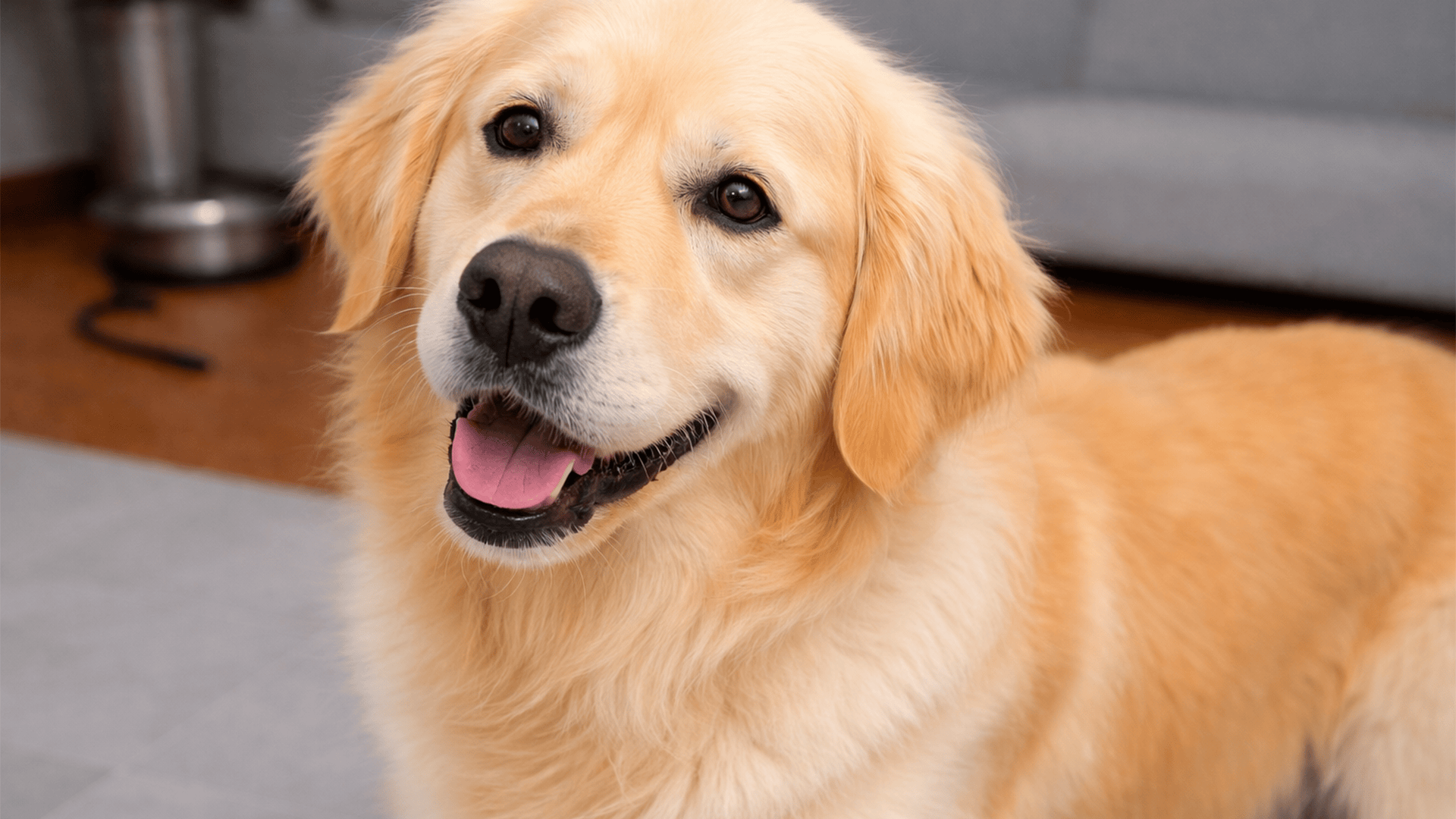 Dog smiles like it knows a secret