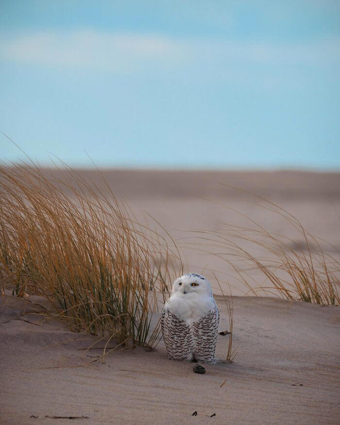 30 wildlife pics to show you how amazing nature is