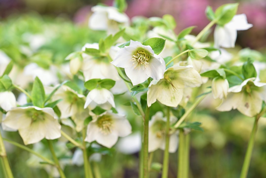 The #1 plant to put in the ground this April for fast spring color