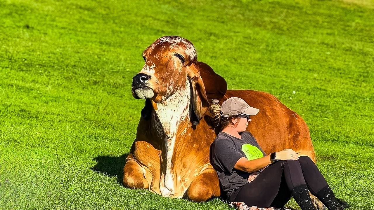 She never planned to be a cow mom - but life had other plans