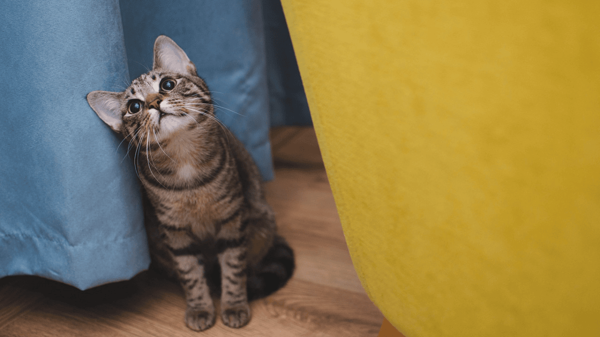 7 signs your cat misses you even when you're home