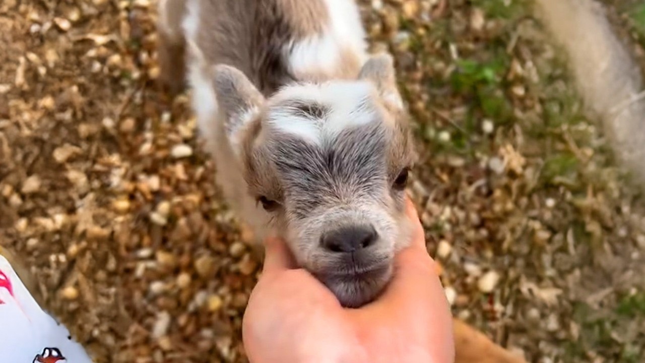 He didn’t just learn to stand - this baby goat learned where he belongs