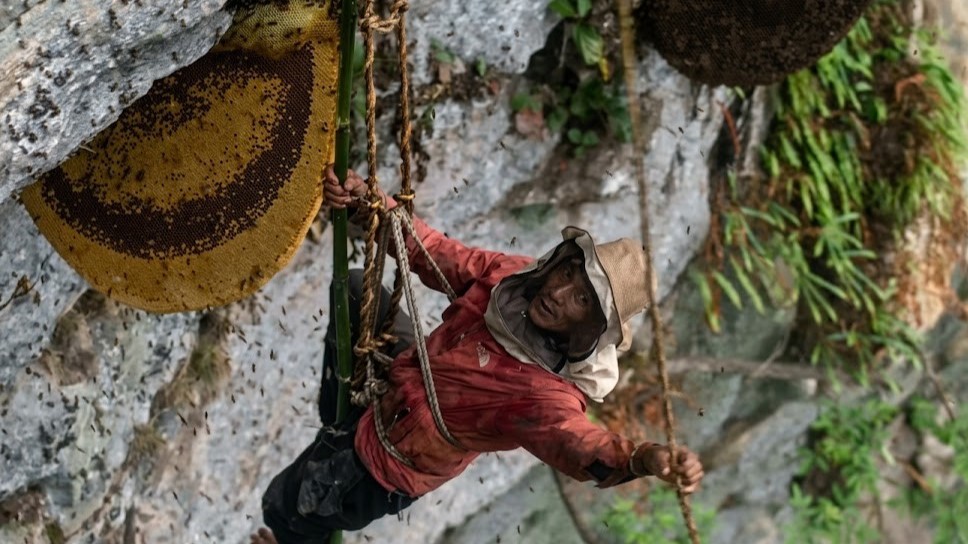Watch what happens when 10,000 bees attack mid-climb - 80m above ground