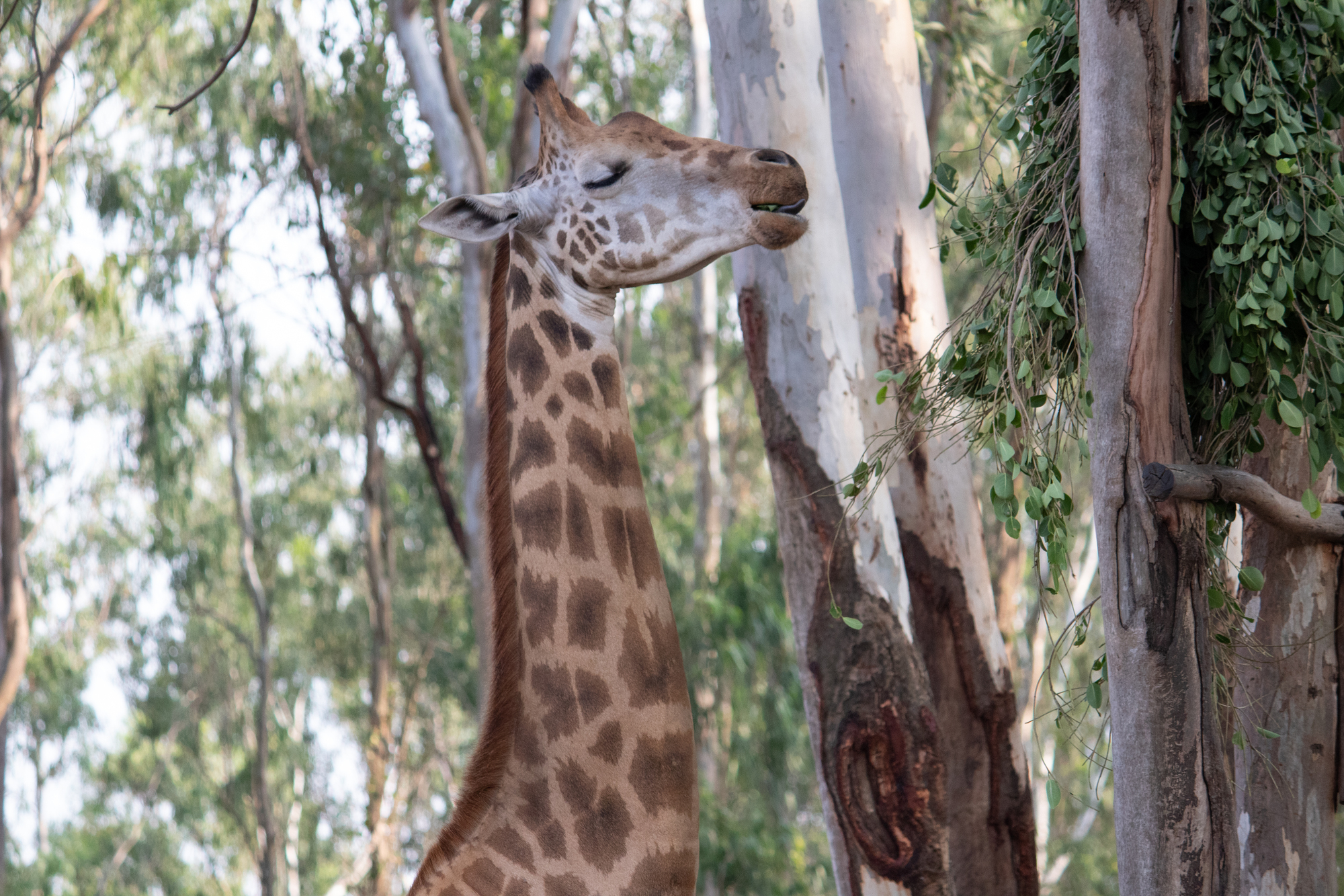 18 bizarre sleep habits from around the animal kingdom
