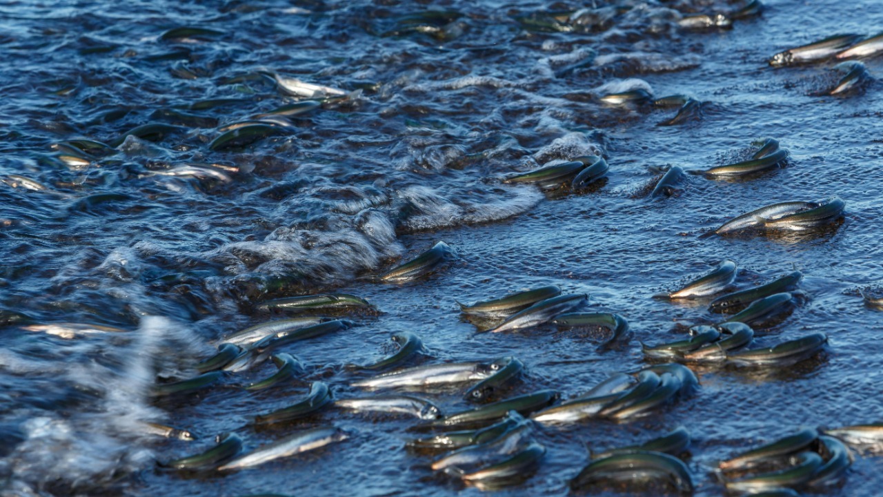 Papua New Guinea toxic ocean event triggers marine die-off and health ...