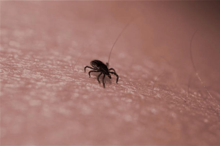 Fight the bite: Tips to avoid ticks in Wisconsin this spring